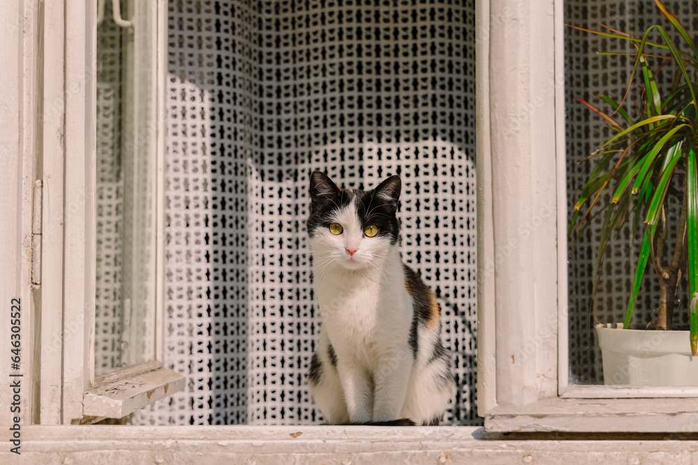 domestic cat posing looking at camera sitting on windowsill in window ...
