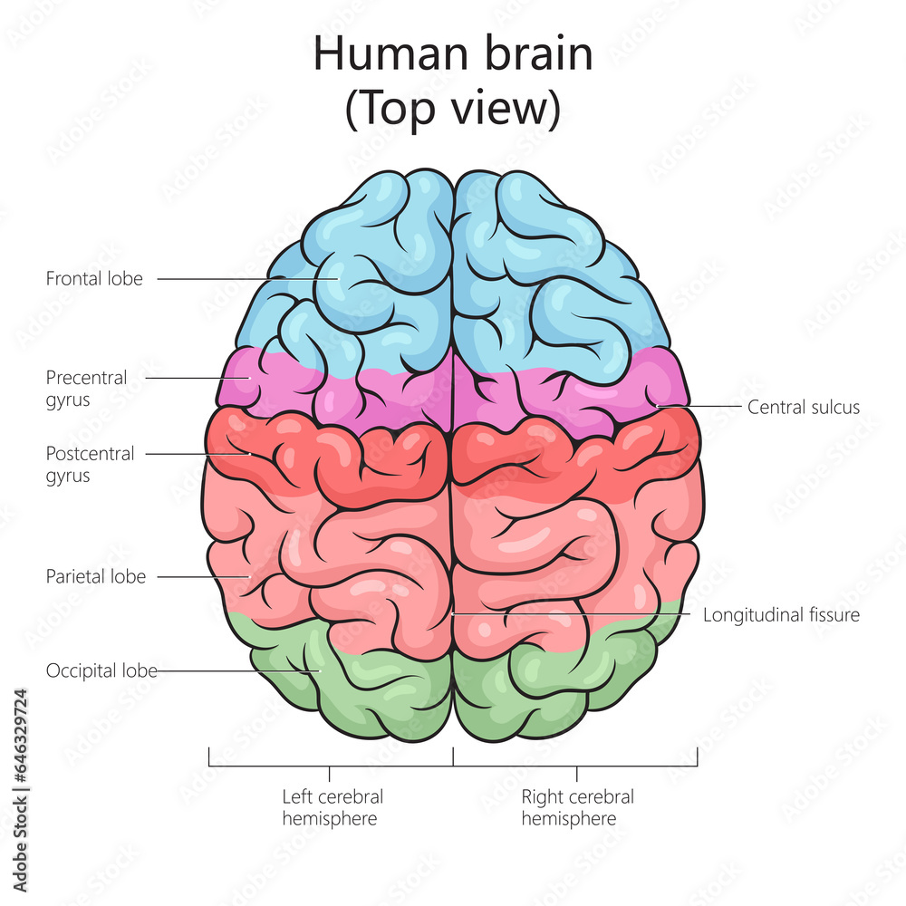 Human brain structure top view diagram schematic raster illustration ...