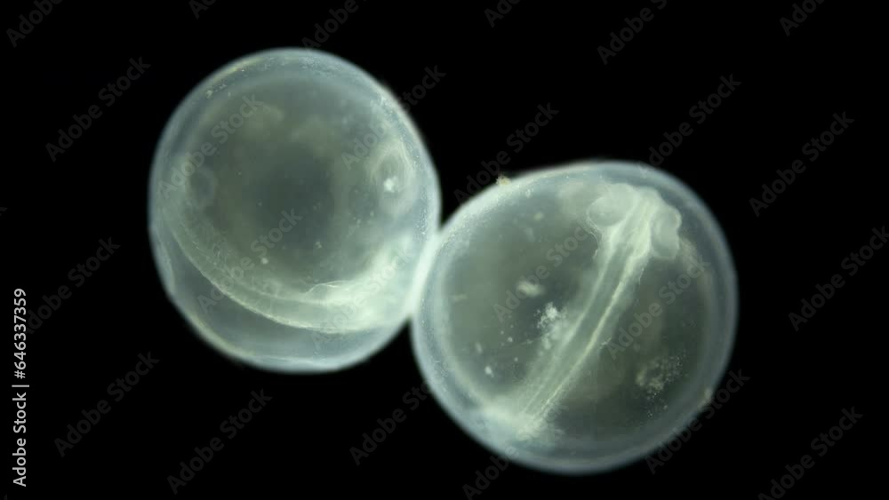 Caviar fish under microscope, Chordata phylum. Movement of formed ...