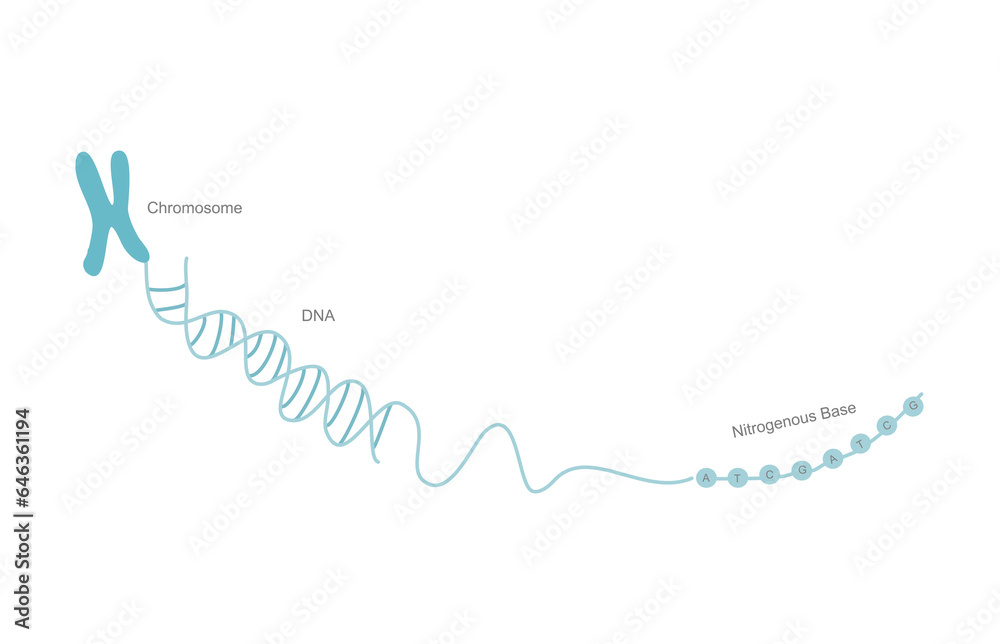 The concept picture of genetic material for inheritance of genetic ...