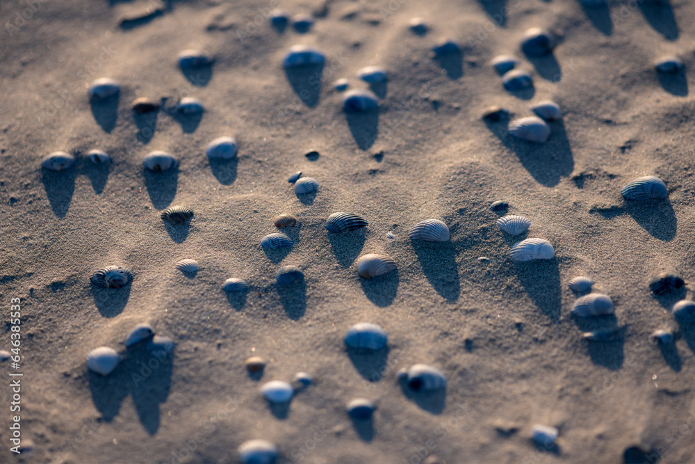 Cockle is an edible marine bivalve mollusc in the family Cardiidae ...