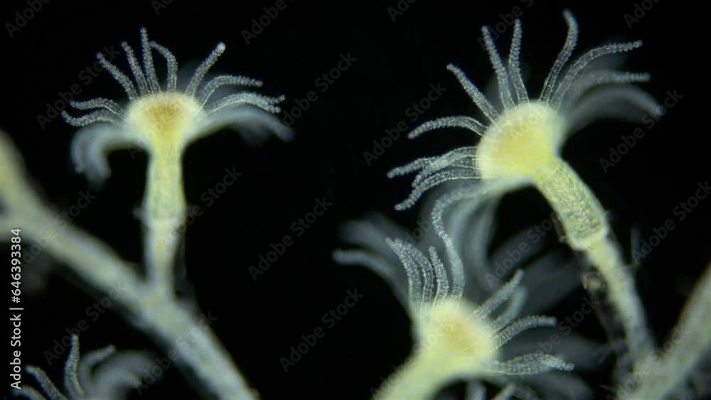 Hydrozoa polyp of Leptothecata order under microscope, possibly genus ...