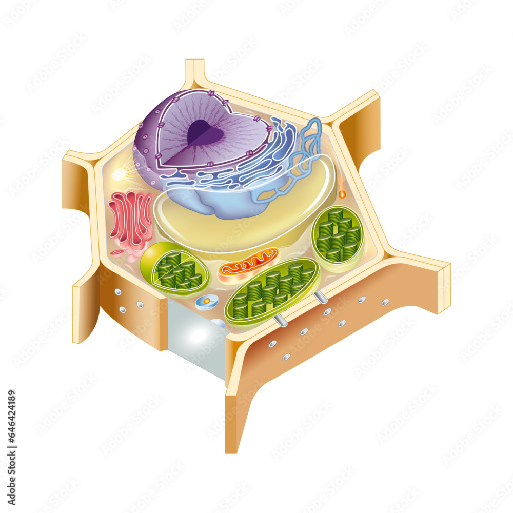 plant cell célula vegetal science biology Stock Vector | Adobe Stock