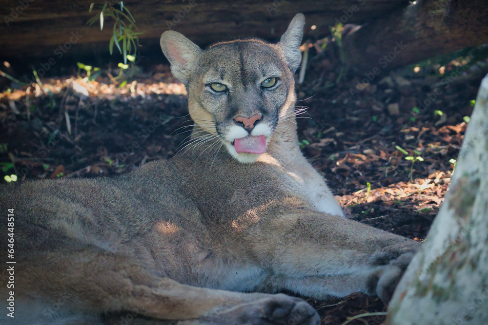 Puma concolor, is a carnivorous mammal from the Felidae family which ...