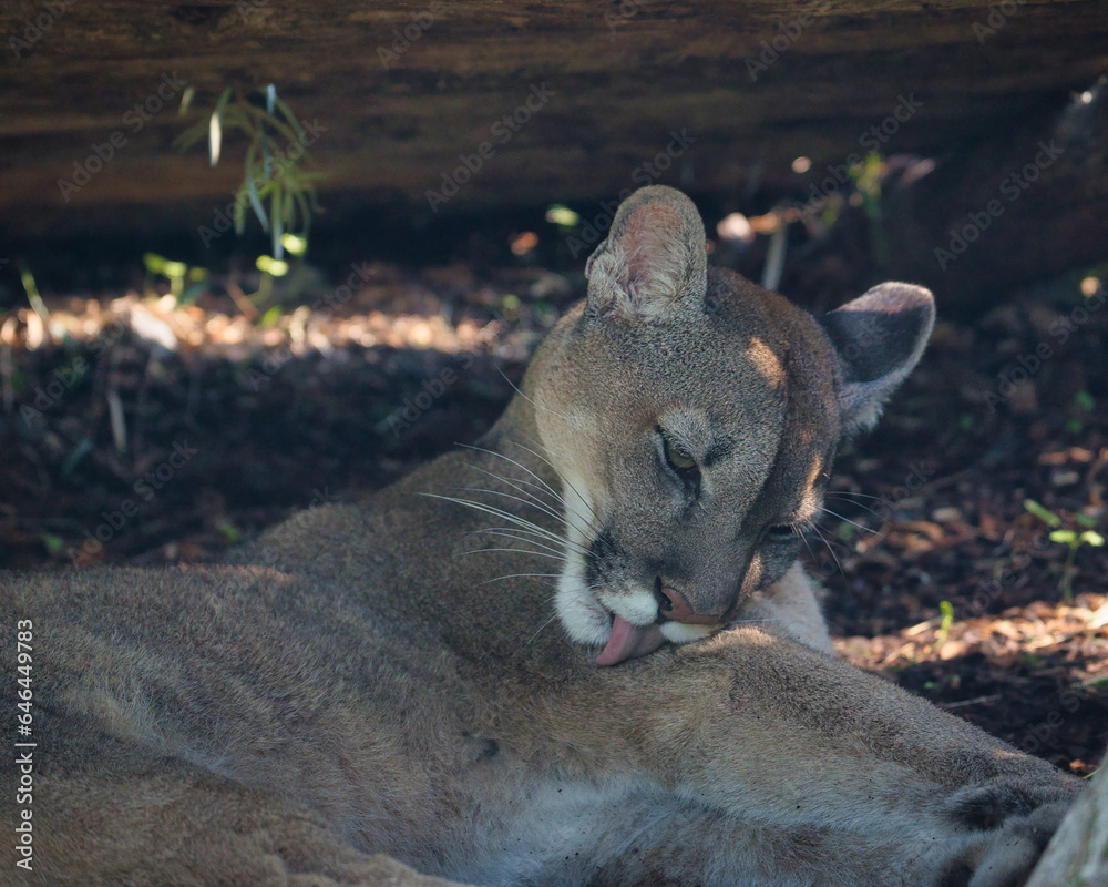 Puma concolor, is a carnivorous mammal from the Felidae family which ...