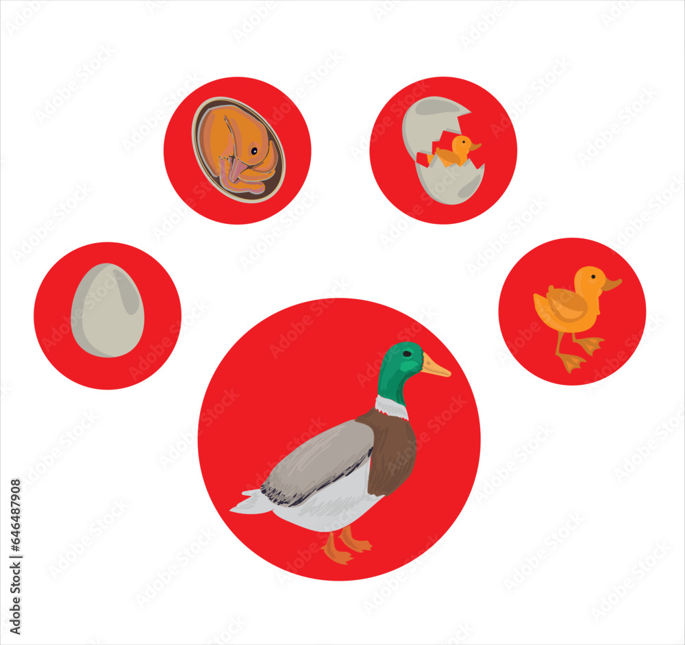 Life cycle of duck vector. Developmental process of duck vector ...