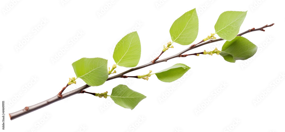 birch tree branch with green leaves, png file of isolated cutout object ...