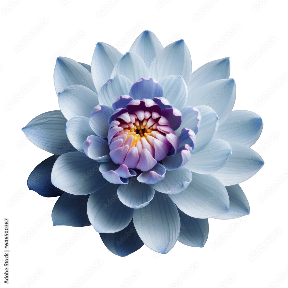 one blue lotus flower, png file of isolated cutout object on ...
