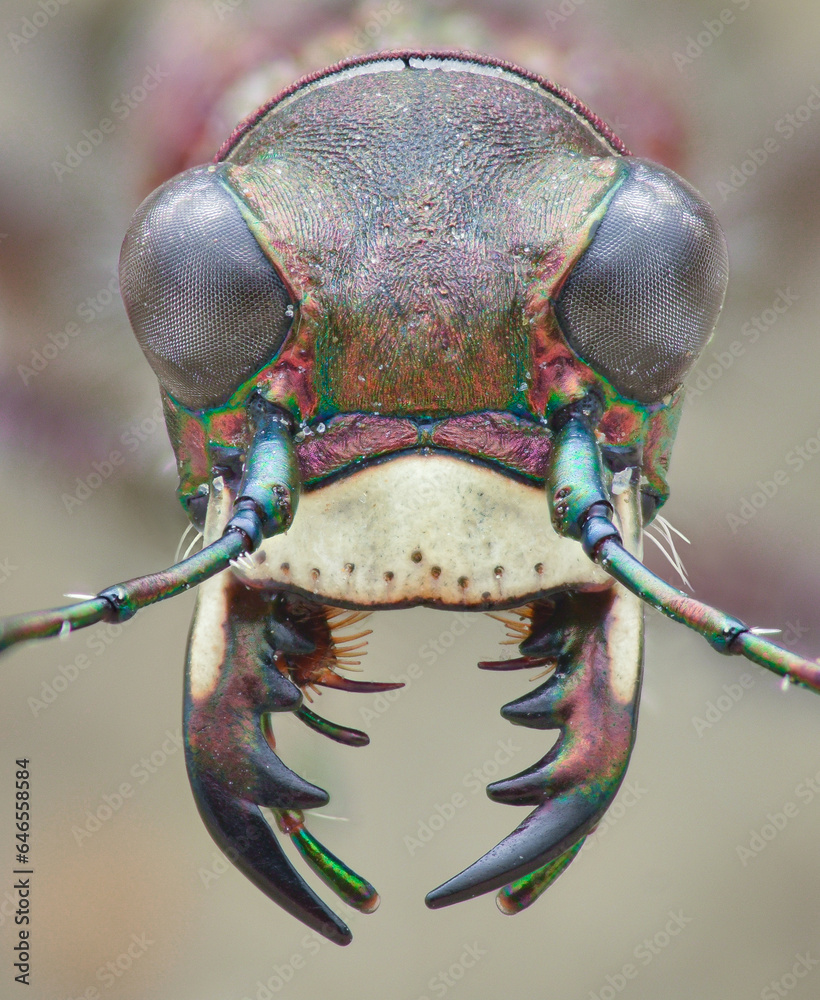 Symmetrical portrait of the head of a Northern dune tiger beetle with ...