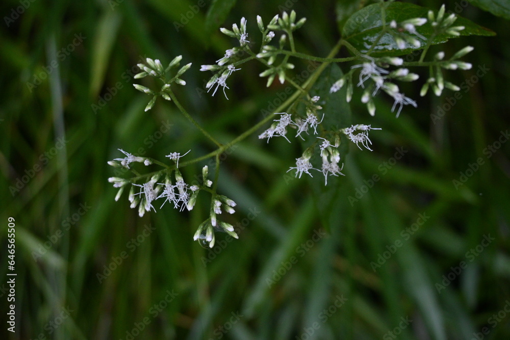 Eupatorium makino ( Boneset ) flowers. Asteraceae perennial plants ...
