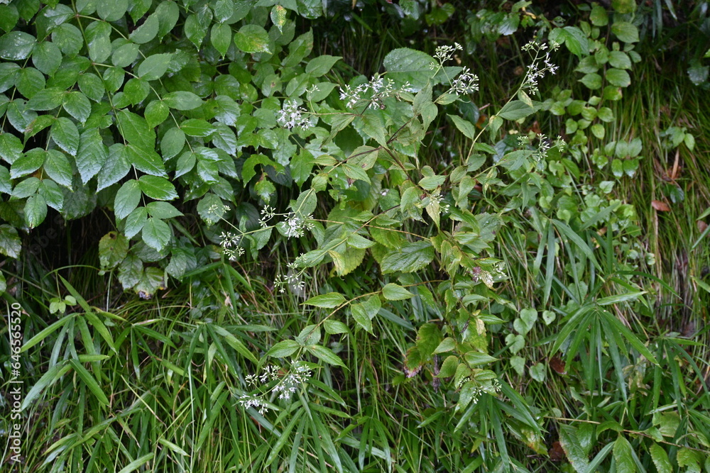 Eupatorium makino ( Boneset ) flowers. Asteraceae perennial plants ...
