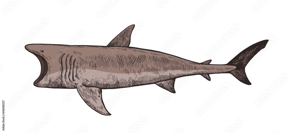 Basking shark. Hand drawn illustrations in retro engraving style. Stock ...