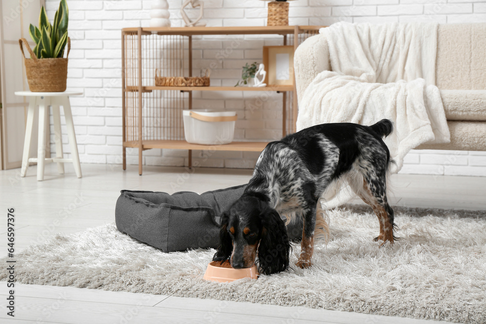 Cute cocker spaniel drinking water from bowl in living room Stock Photo ...