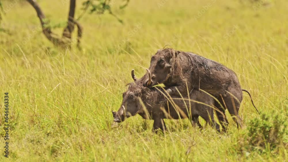 Slow Motion Shot of Warthogs mating in tall grass grasslands amongst ...