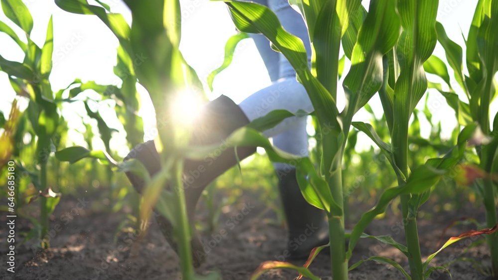 agriculture corn. farmer girl in rubber boots walks through a green ...