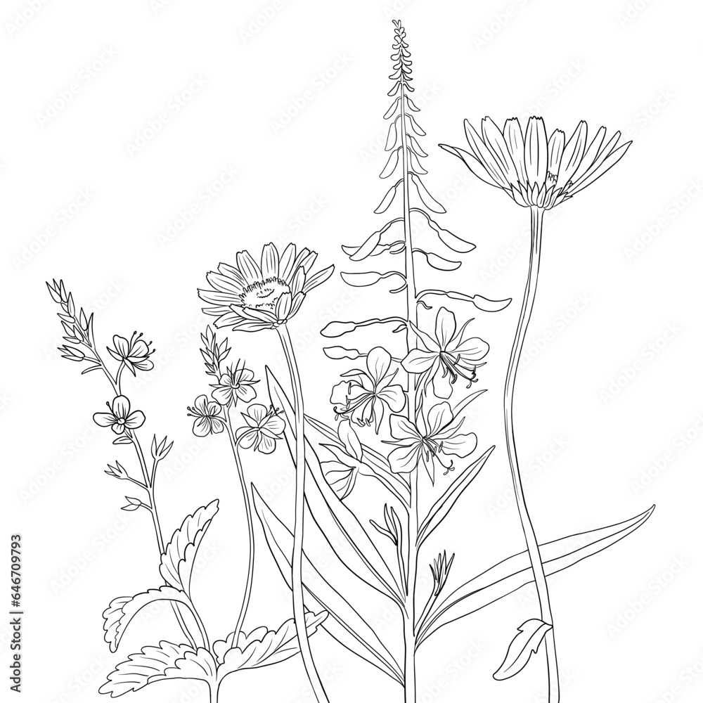 field flowers, vector drawing wild plants at white background ...