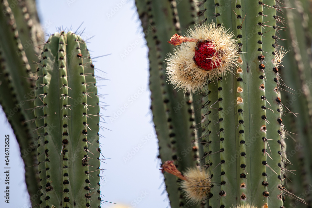Organo de Pitaya fruta stenocereus Stock Photo | Adobe Stock