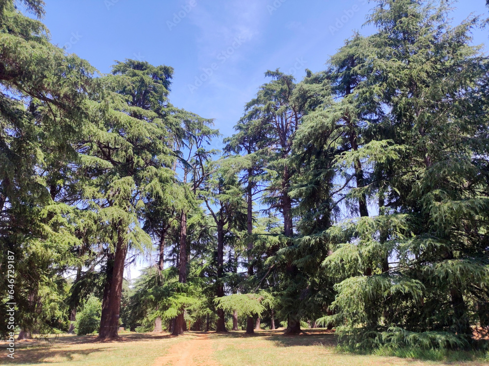 Deodar Cedar trees growing in the park forest in Rovinj, Croatia Stock ...