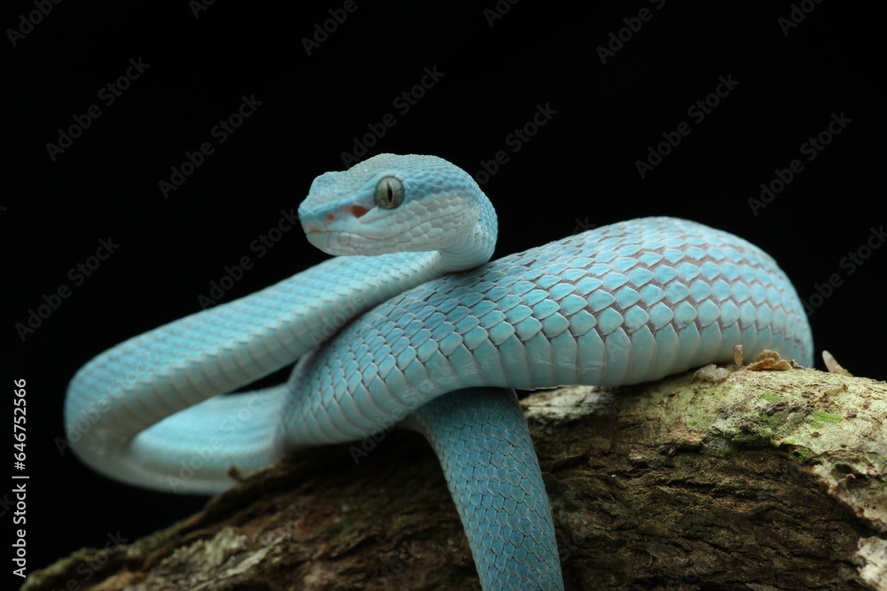 snake, viper snake, blue viper snake, blue insularis viper snake, cool ...