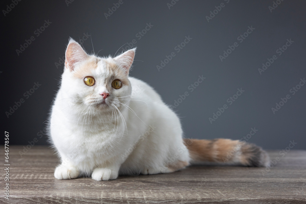 Scottish fold cat standing on wooden floor. Cute tricolor cat sitting ...