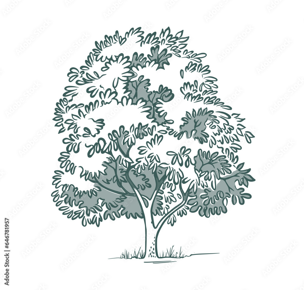 Deciduous tree. Hand drawn ink. Sketch of plants. Isolated on white ...