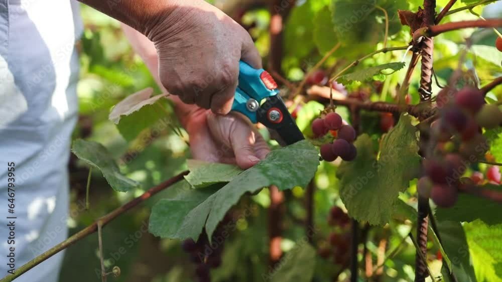 Cutting a leaf grapes. Harvest and viticulture concept. Grapes ...