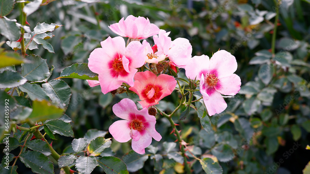 Closeup of the rich-pink flowers with a red blot at the base of the ...