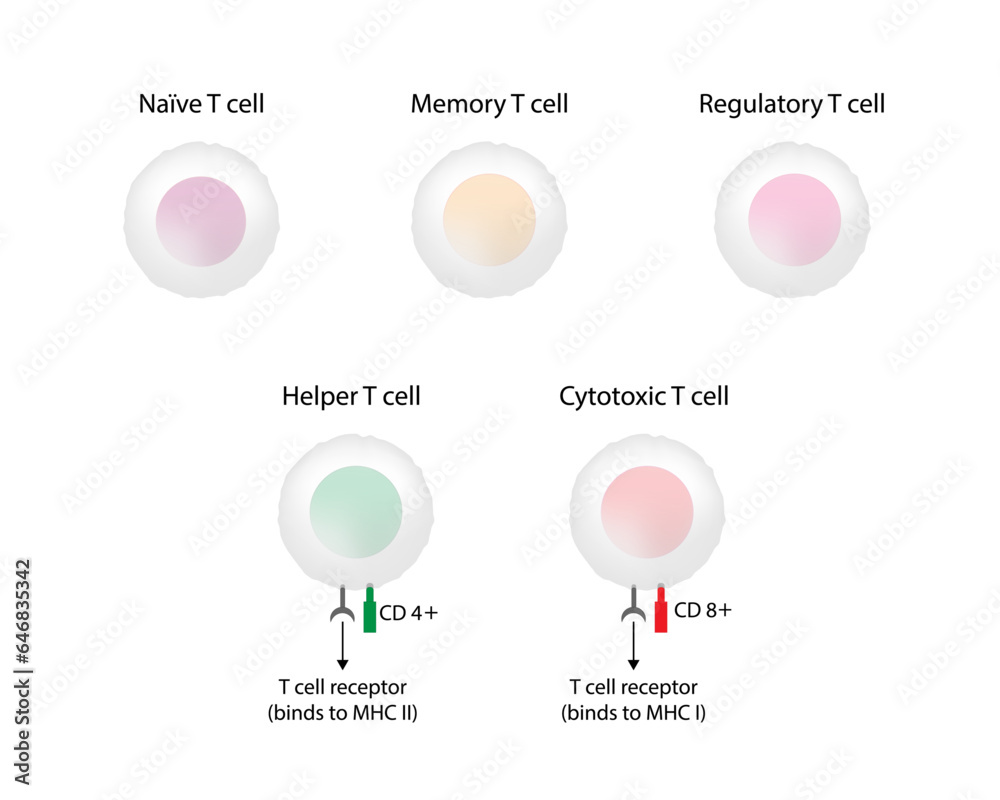 Vetor de Types of T cell. Naive, regulatory and memory T Cell, helper T ...