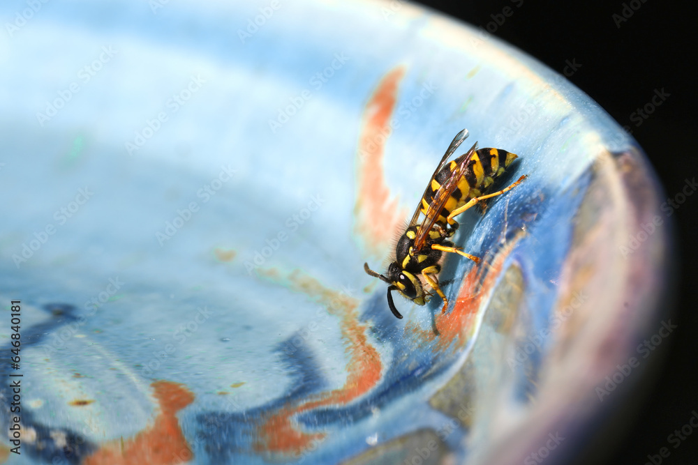 Thirsty wasp drinks from the bird bath at hot temperatures Stock Photo ...