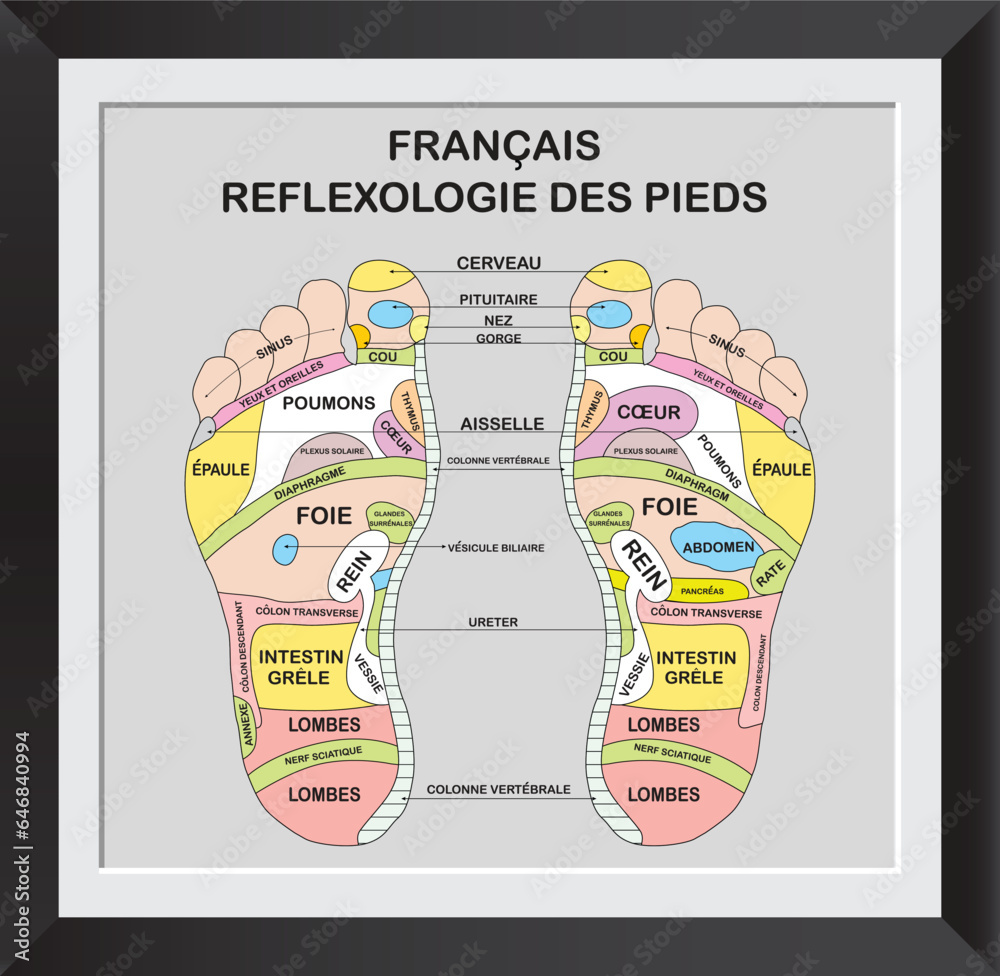 FRENCH FOOT REFLEXOLOGY PRESSURE POINT CHART Stock Vector | Adobe Stock