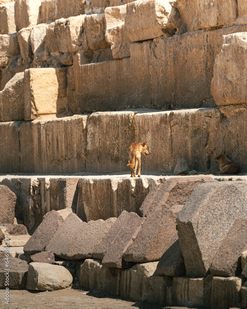 Stray dogs, dirty, sleeping, walking and lying on the pyramids of giza ...