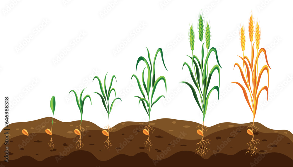 Vector illustration of wheat growth stages in cartoon style. Phases of ...
