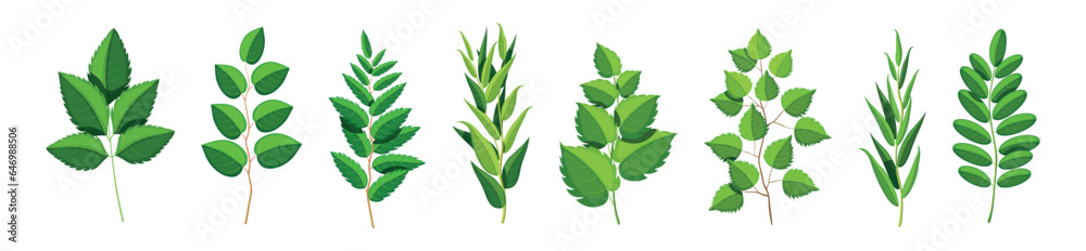 Set of beautiful twigs in cartoon style. Vector illustration of green ...