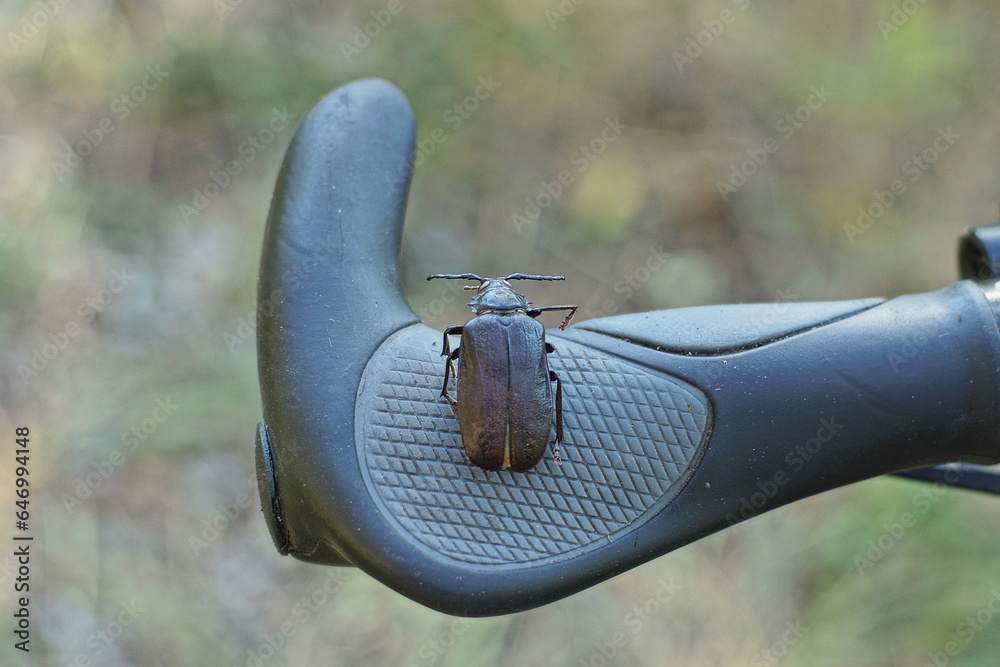 large strong black beautiful with mustache and paws forest shiny in ...