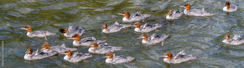Foto de Flock of Merganser ducks, with feathers blowing in the wind ...
