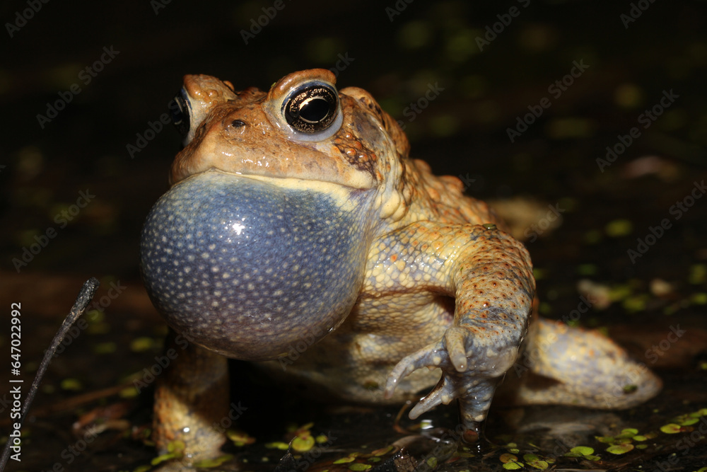 Male American Toad (Anaxyrus americanus) steps forward at the same time ...