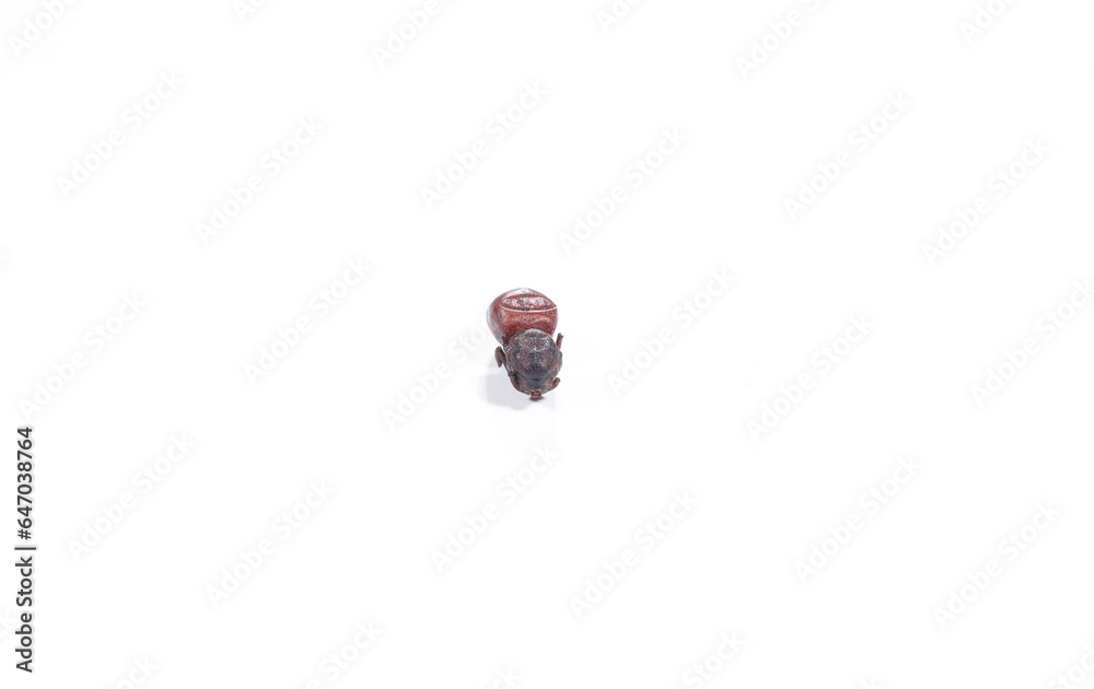 Hormiga culona, bocadillo tradicional Santander Colombia, sikisapa ...