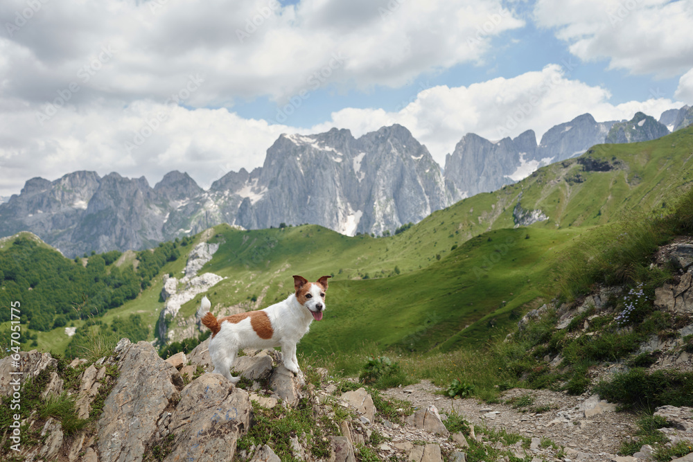 Travel with dog in alpine meadows, mountains. Jack Russell Terrier on a ...