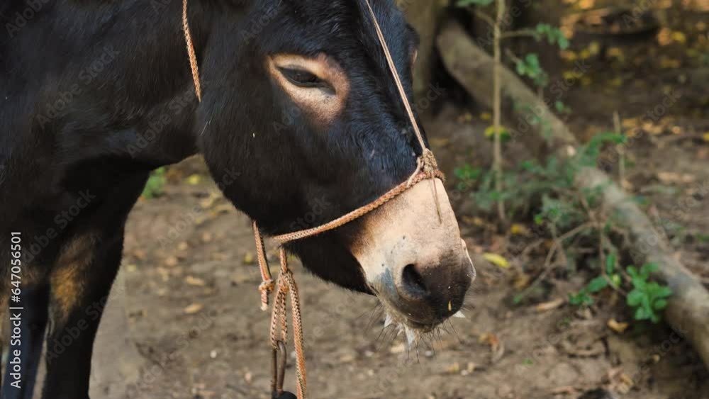 Close-up of a donkey's face stained with food and drool. A donkey chews ...