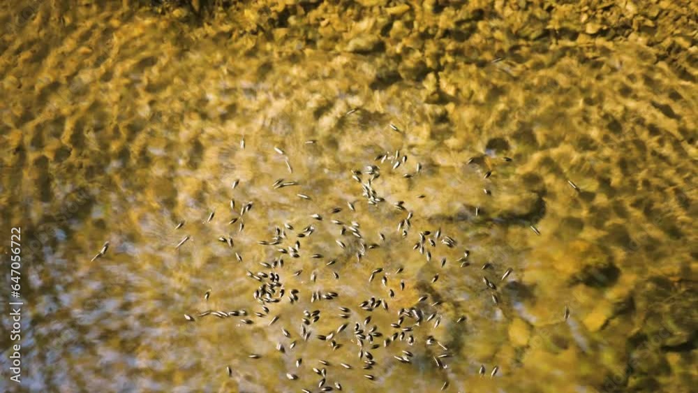 There are a lot of midges floating on the surface of the clear water ...