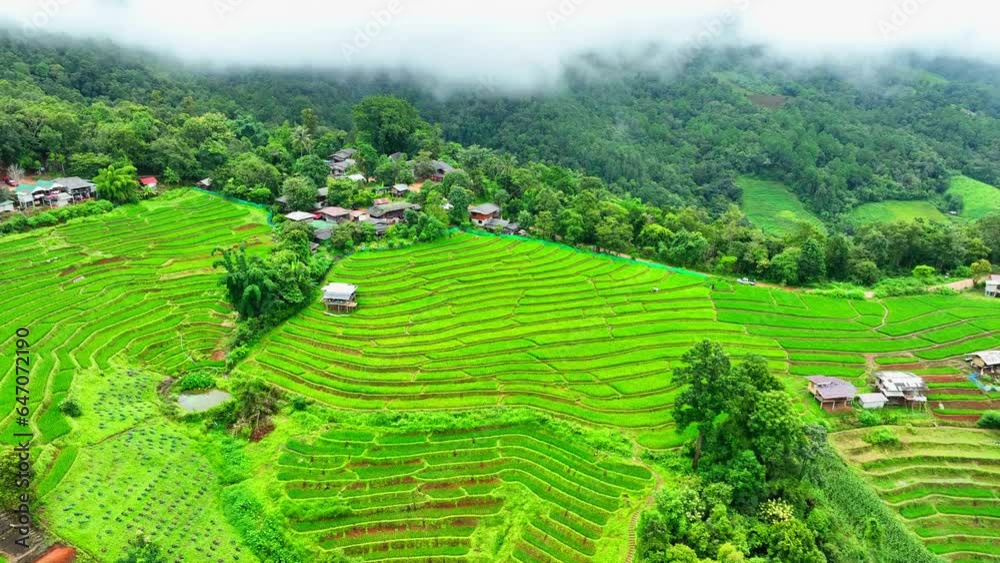 The rice terraces follow the contours of the land, curving gently ...