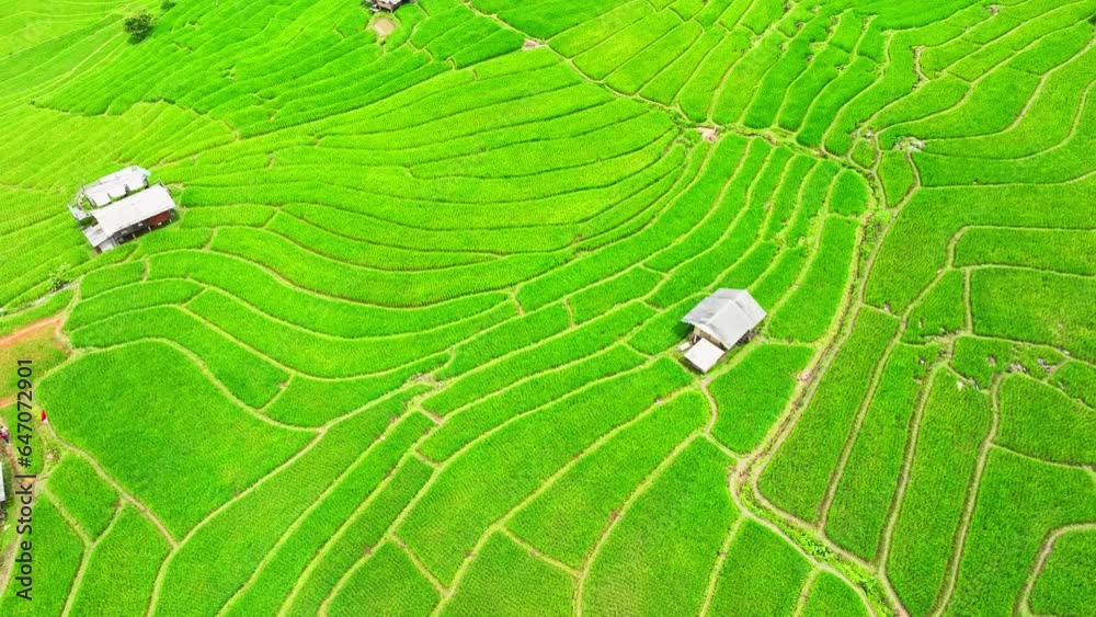 The terraces are an ingenious solution to cultivating rice in steep ...