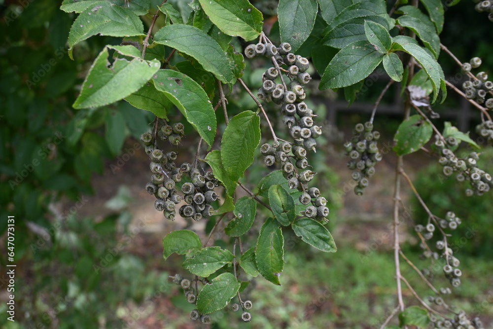 Deutzia crenata fruits. Hydrangeaceae deciduous shrub. Flowering season ...