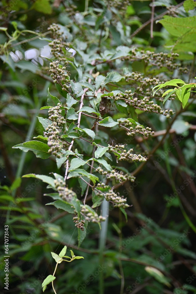 Deutzia crenata fruits. Hydrangeaceae deciduous shrub. Flowering season ...
