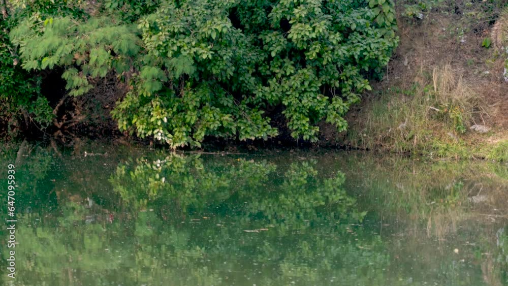 In India, a tranquil river flows through lush greenery, embraced by ...