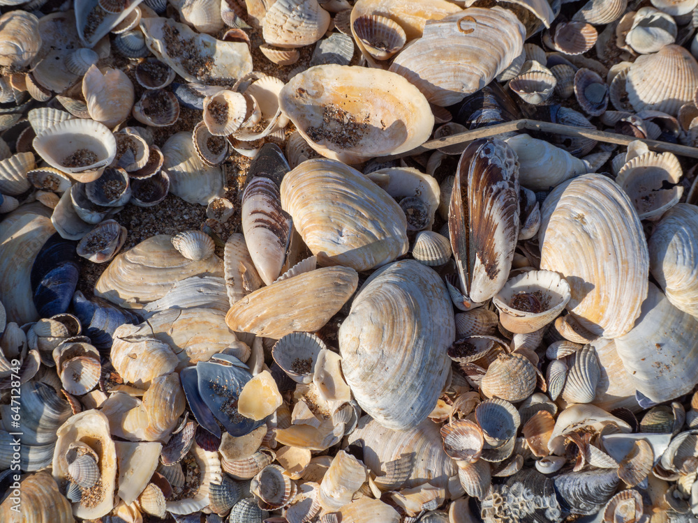 Close-up of shells of different types on the beach. Background texture ...