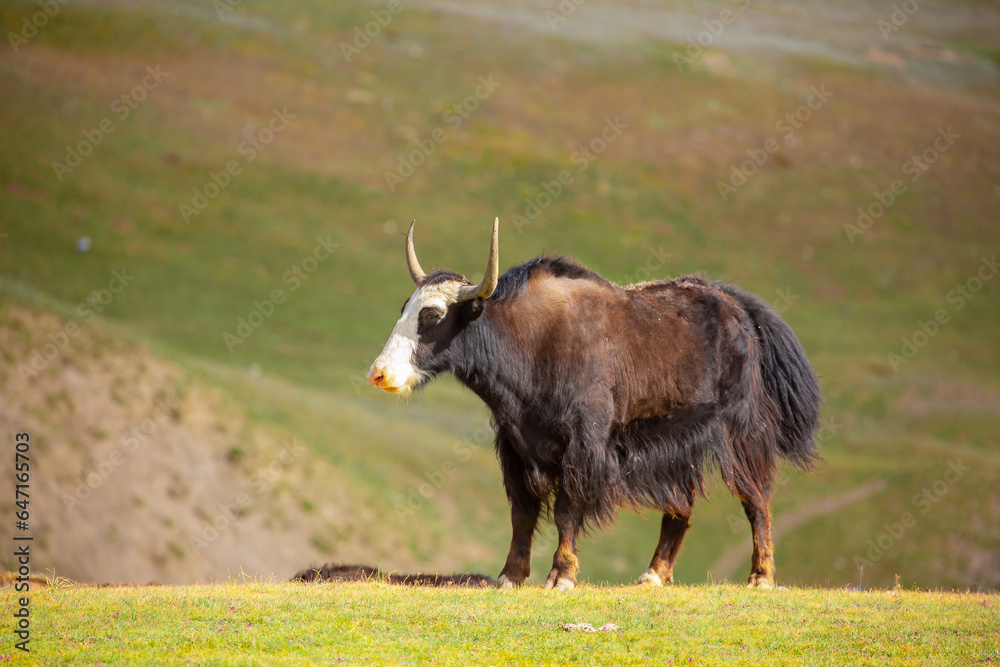 A herd of yaks graze in the mountains. Himalayan big yak in a beautiful ...