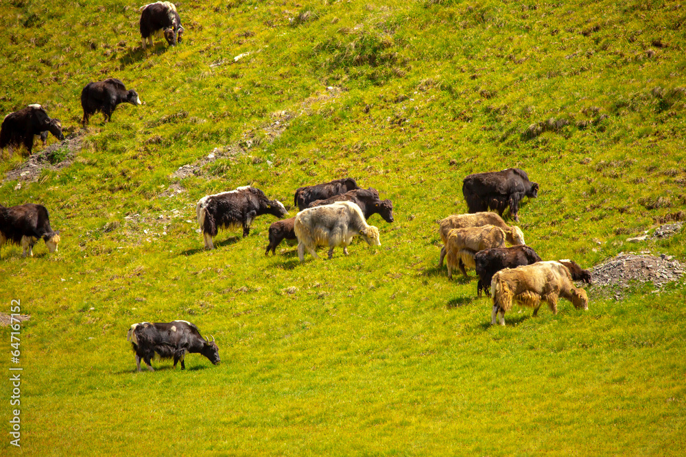 A herd of yaks graze in the mountains. Himalayan big yak in a beautiful ...