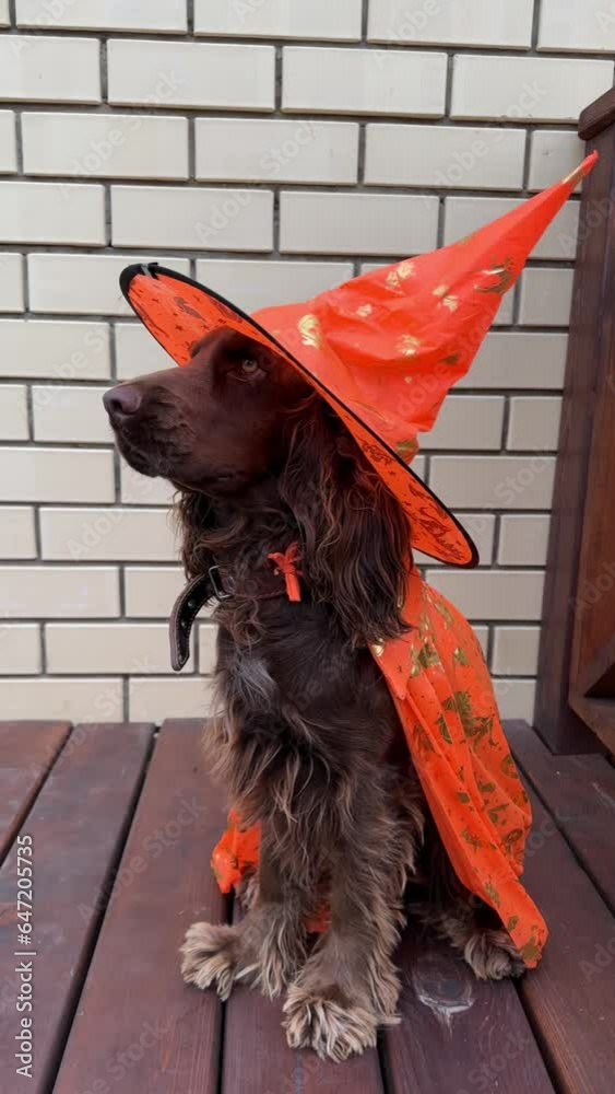 A dog dressed as a witch for Halloween. a brown spaniel sits on the ...