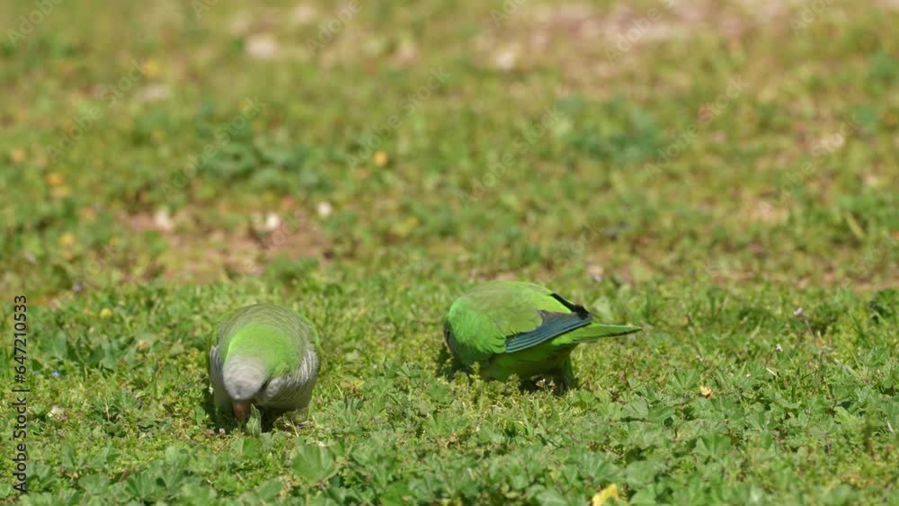 Vidéo Stock Couple of Monk parakeet (Myiopsitta monachus) also known as ...